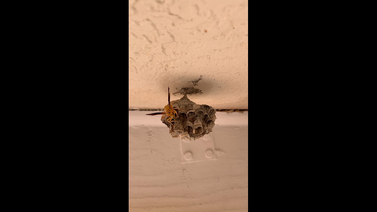 Wasp Housing Project Day 4! Are they really evil and aggressive?