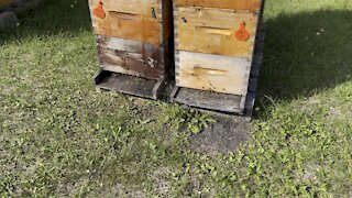 BR Honey V0001