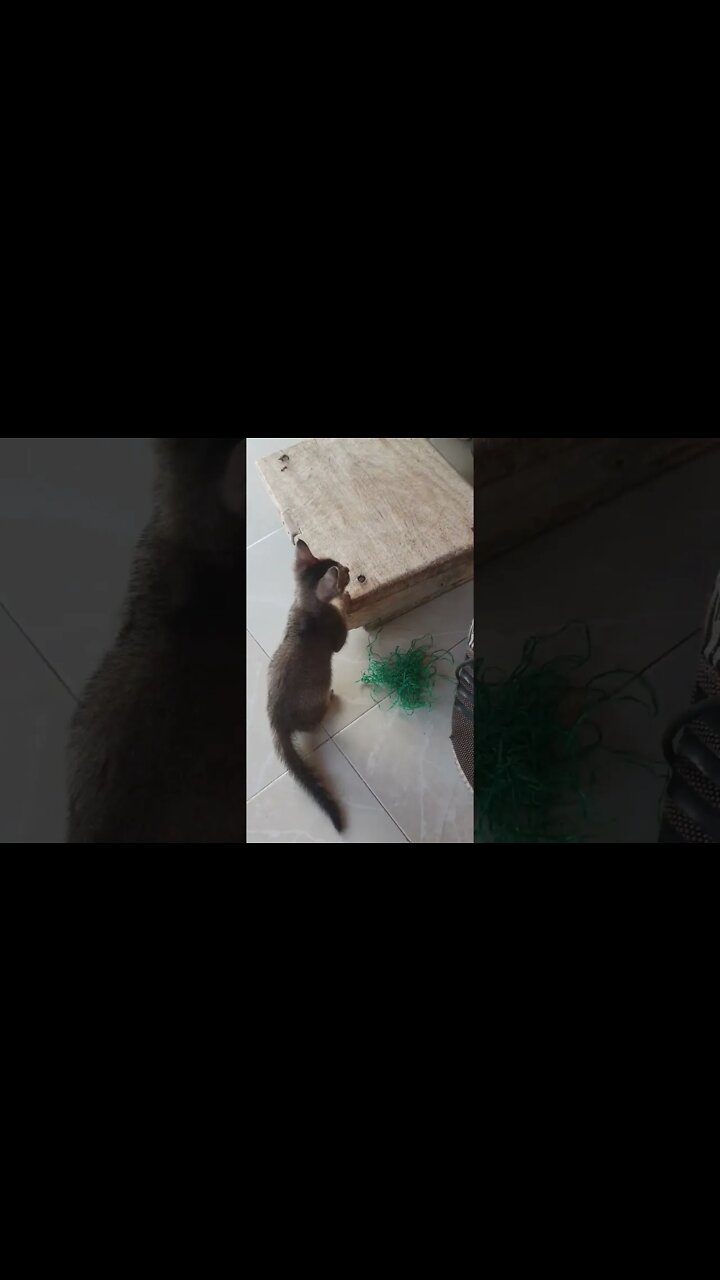 Kitten play with my shoes, kitten play, kitten, play #viral #suggested ...