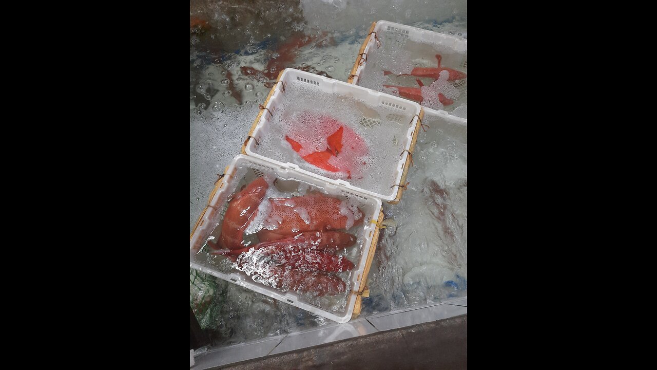 Fishy fish