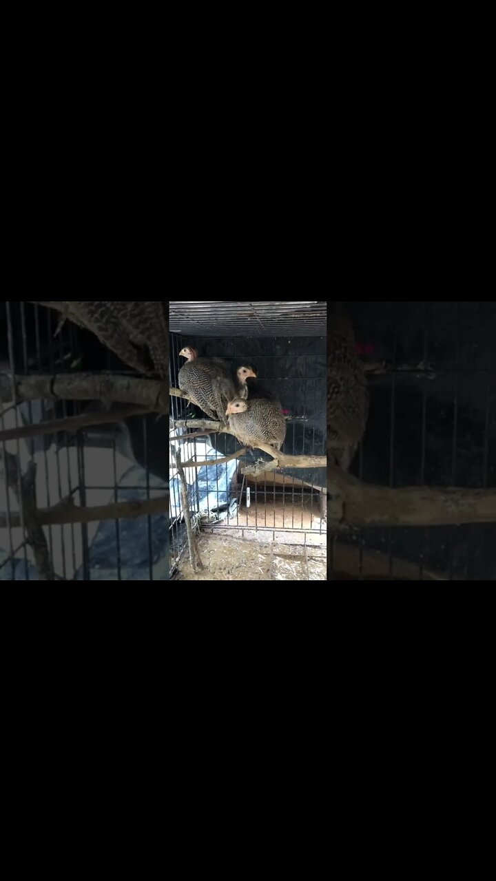 Guinea fowl keets perching - preparing for the trees