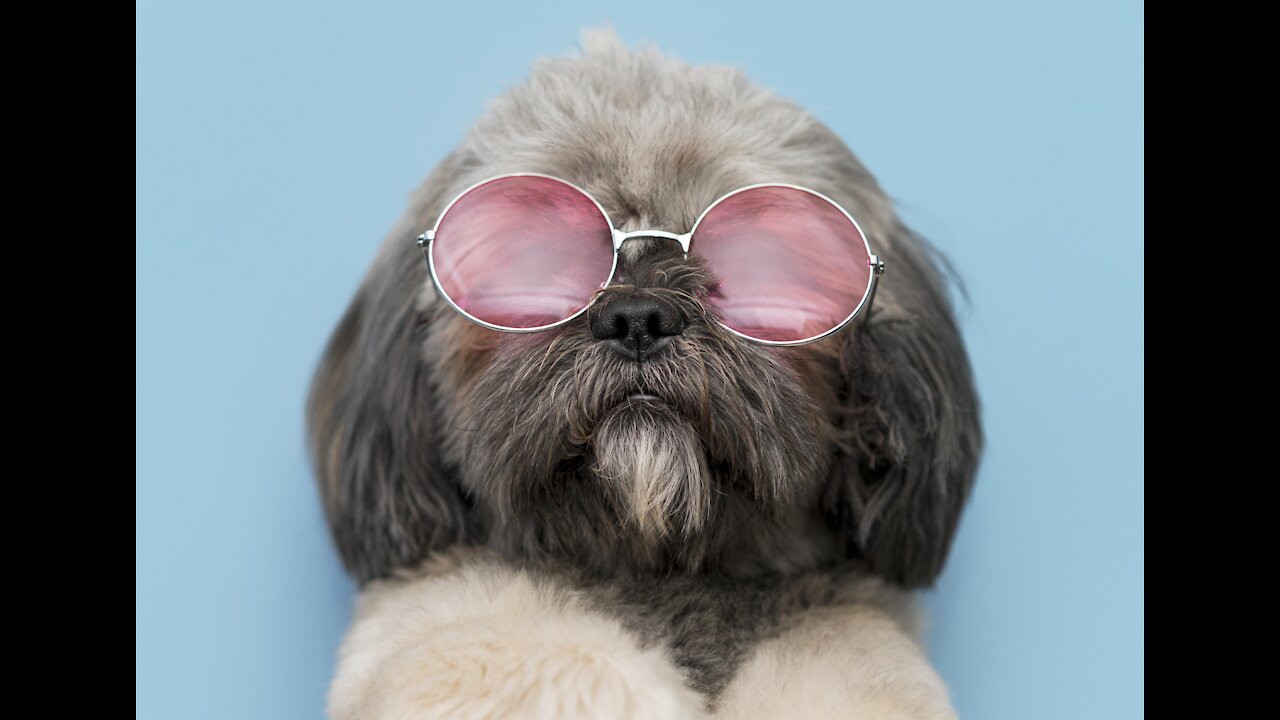very funny dogs and cats 01