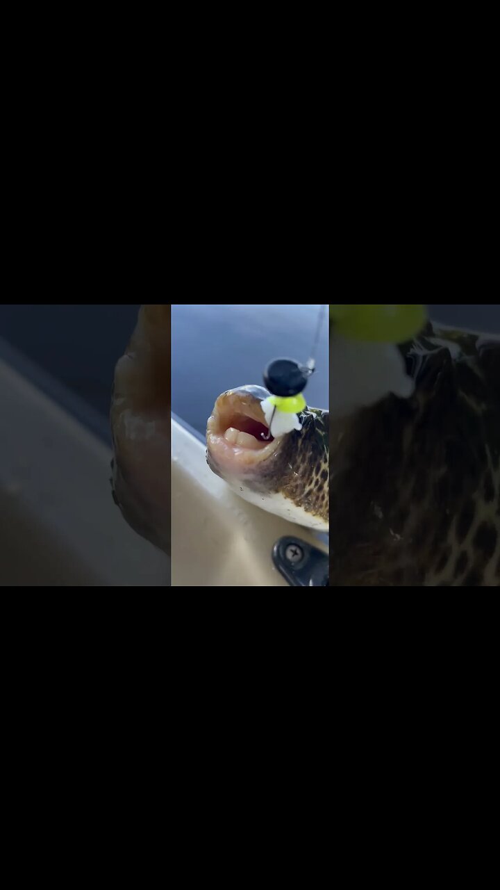 Puffer Fish Teeth! Big Chompers | #shorts