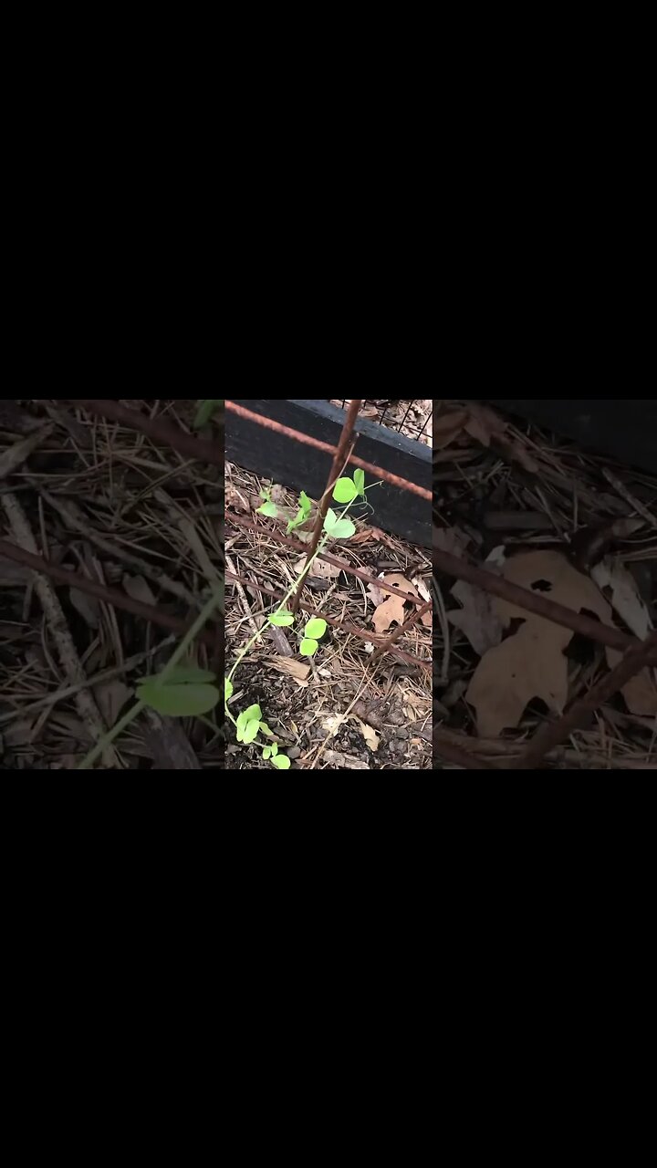 The Amazing Snap Pea!