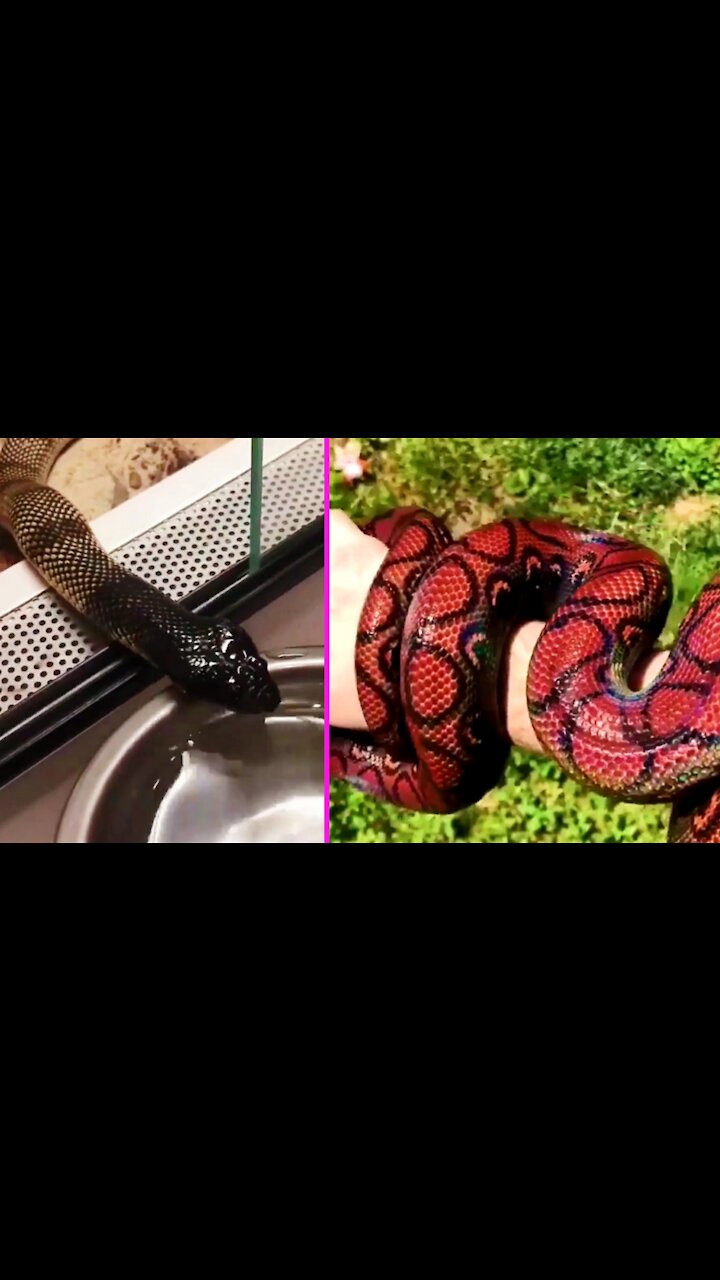 Big black snake amazing video 2021