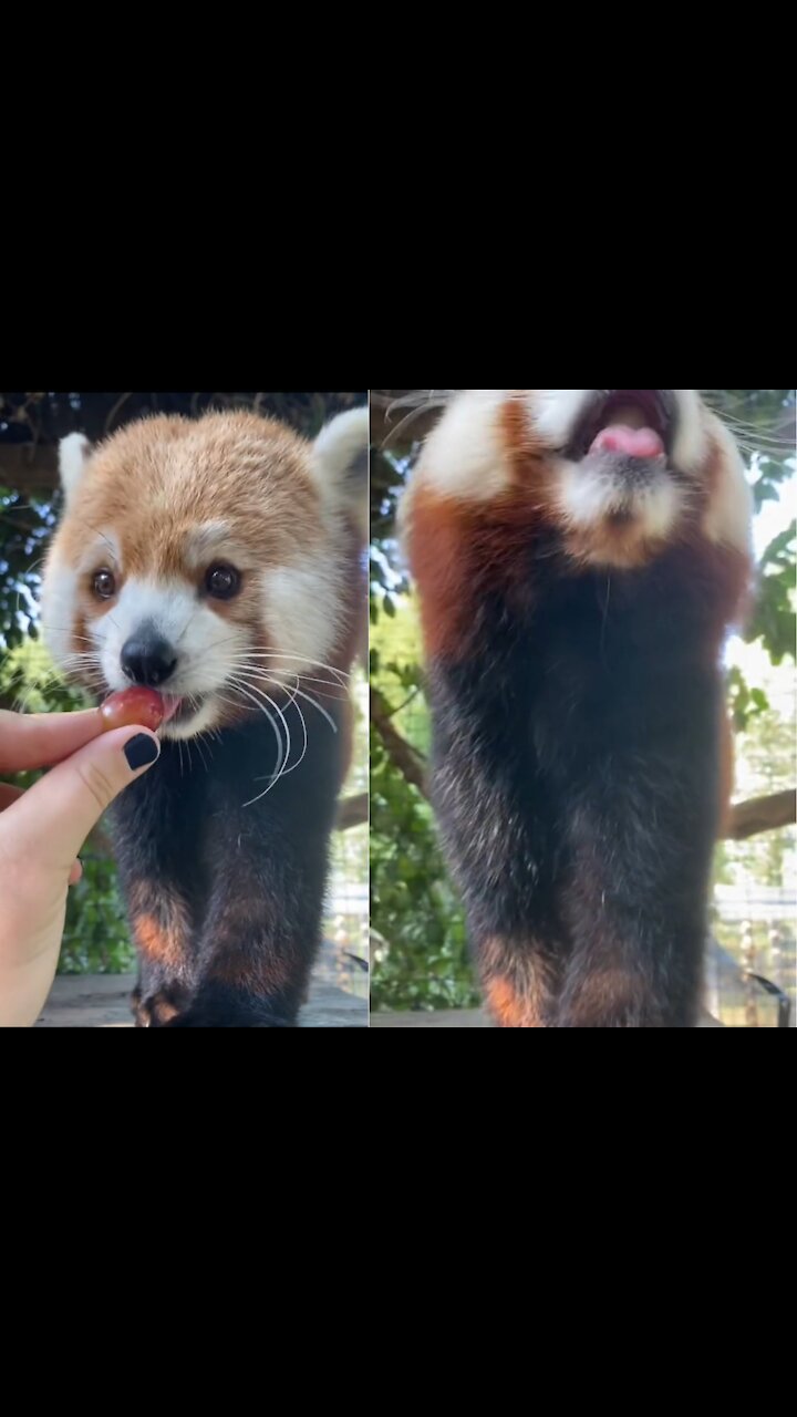 Red Panda Eat Grapes