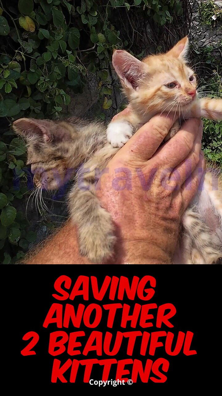 2 lovely little kittens rescued after being mercilessly thrown away on ...