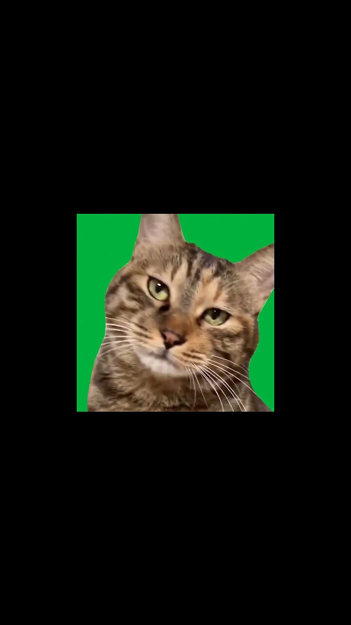Disappointed Cat Green Screen #shorts #memes #funny #greenscreen # ...