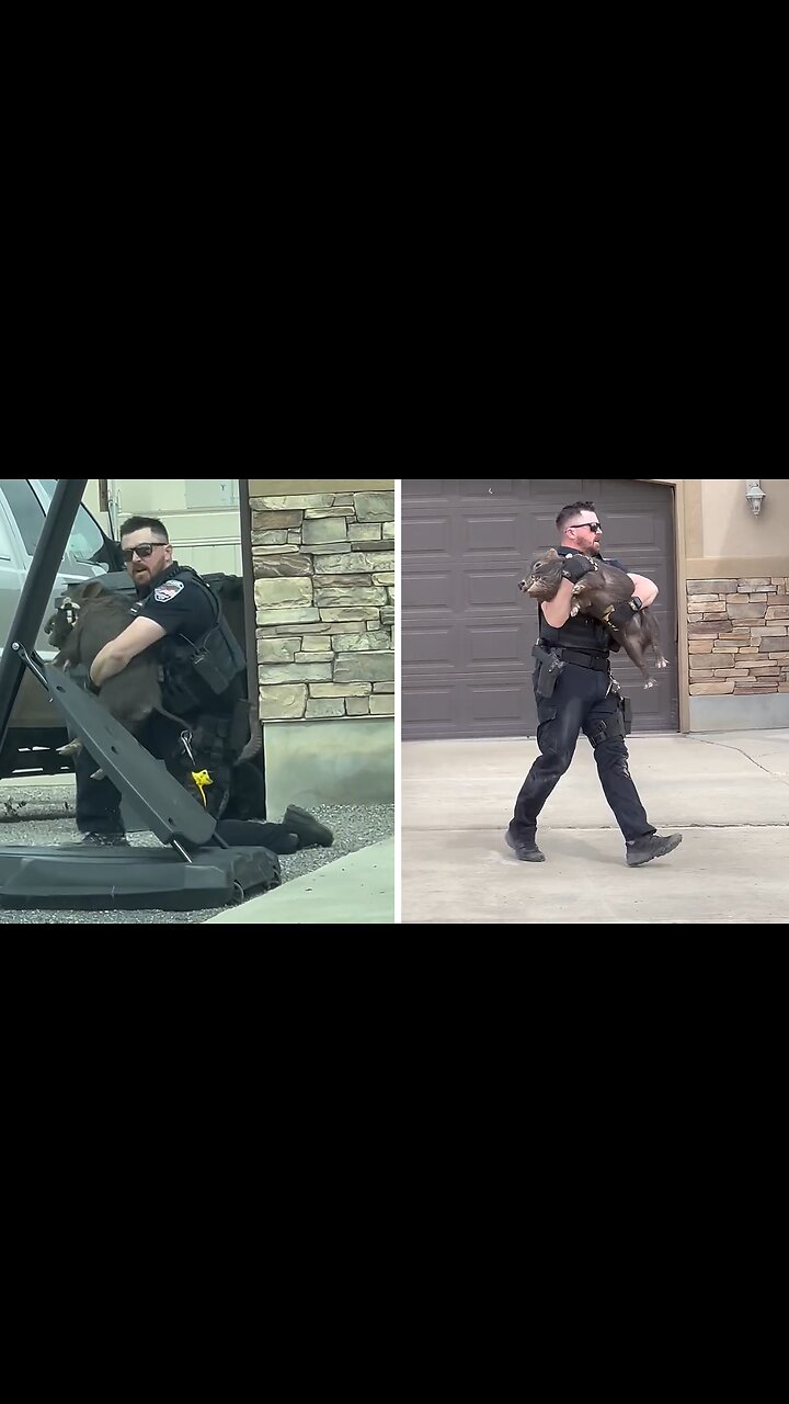 Officer caught on video chasing down and tackling a runaway pig