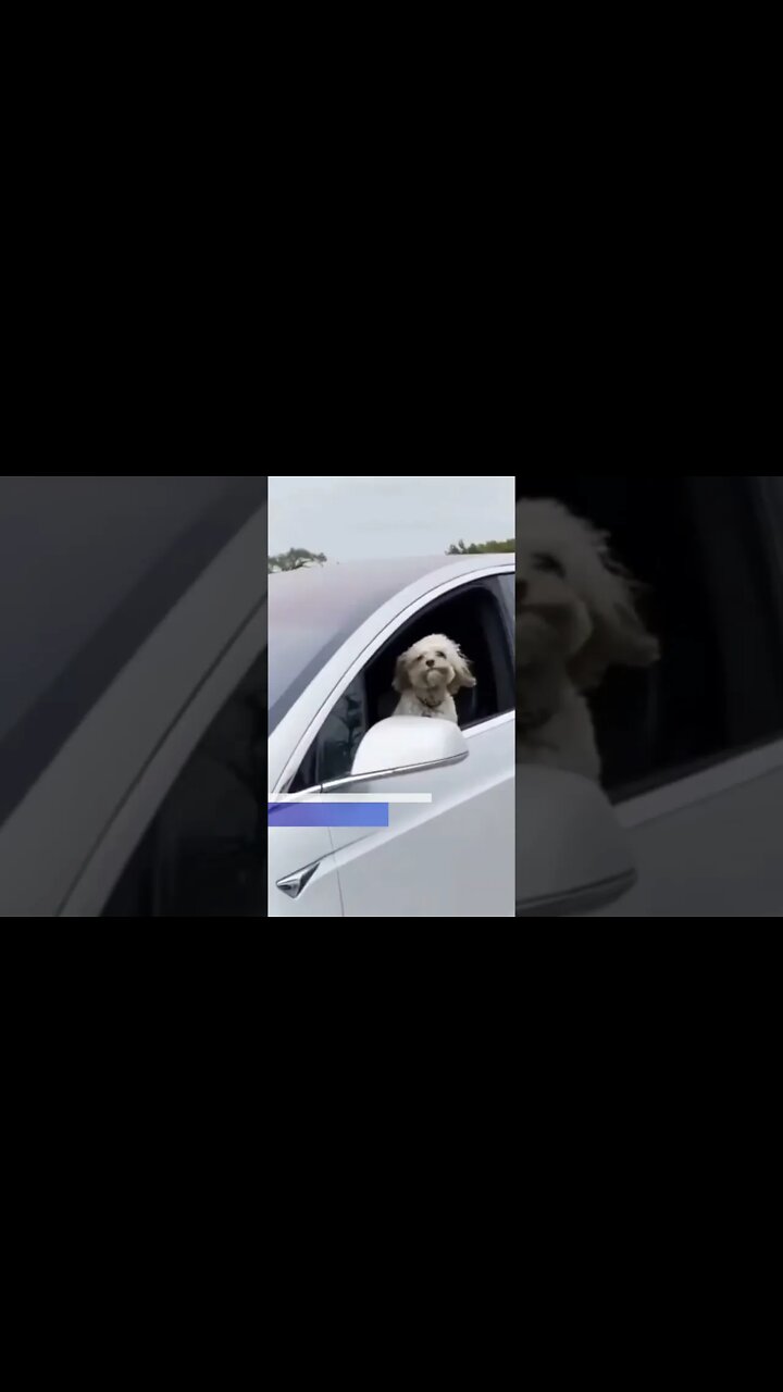Dog drives a Tesla Model X 😱