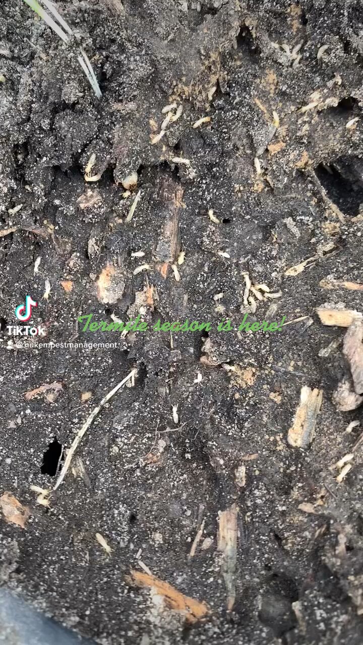 Carpenter ants raid a termite nest