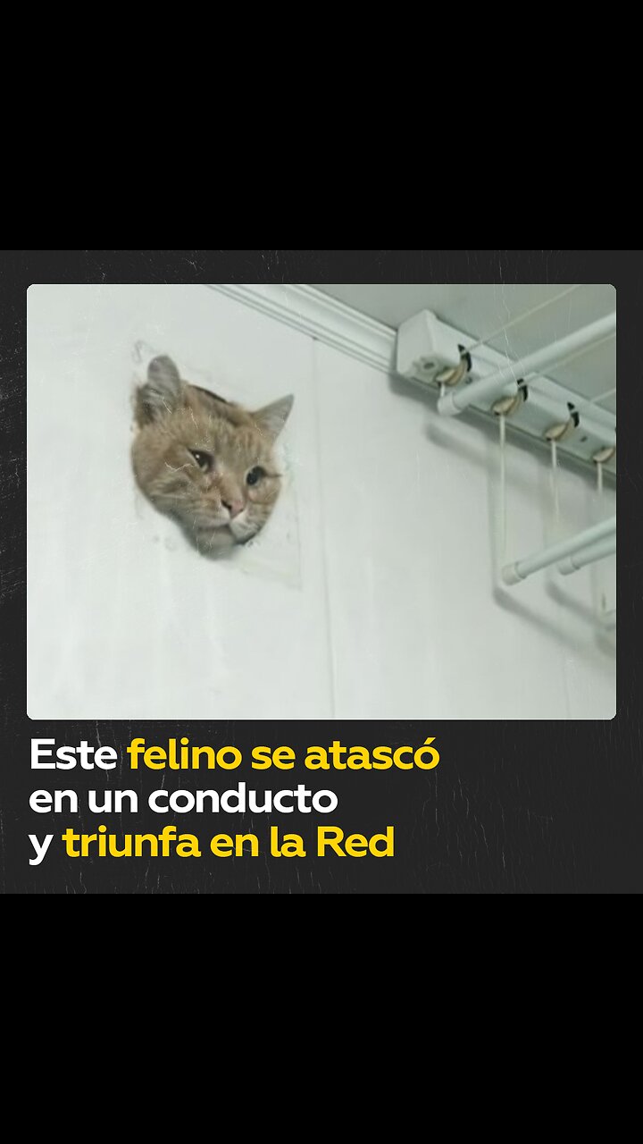 Un gato ruso atrapado en un conducto de ventilación se convierte en meme