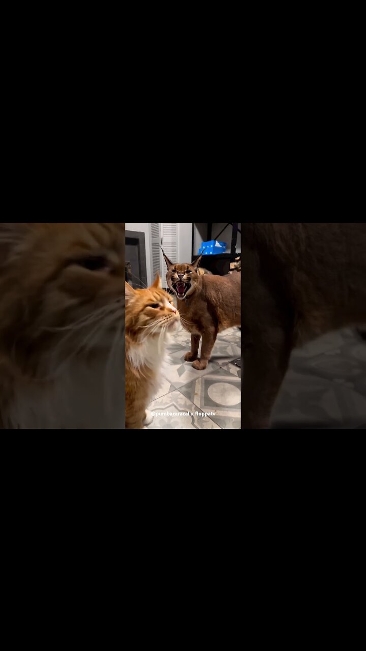 Can we get some privacy hooman 😸