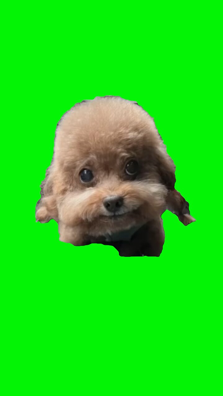 Chinese Rapping Dog | Green Screen
