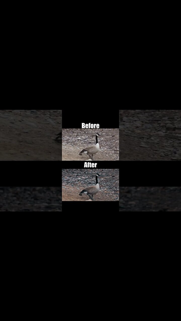 4k Critters - Canon R10 - Before & After Color Grade