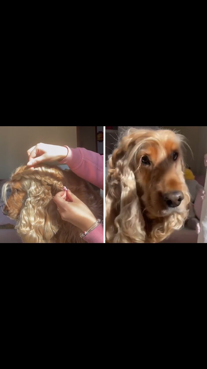 Trendy Cocker Spaniel Gets Beautiful Braid In Her Luscious Hair