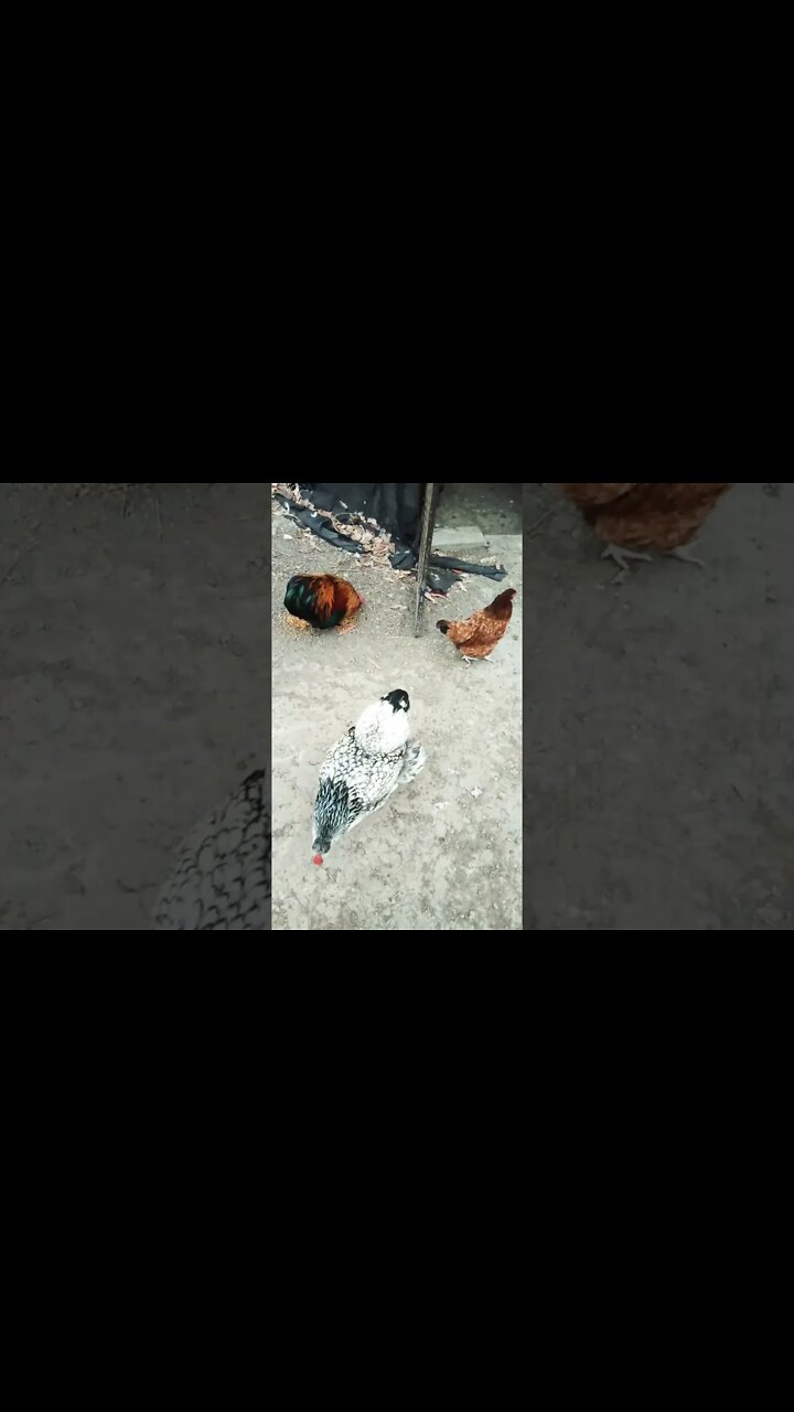 Good morning Rusty P2 and Rhiannon