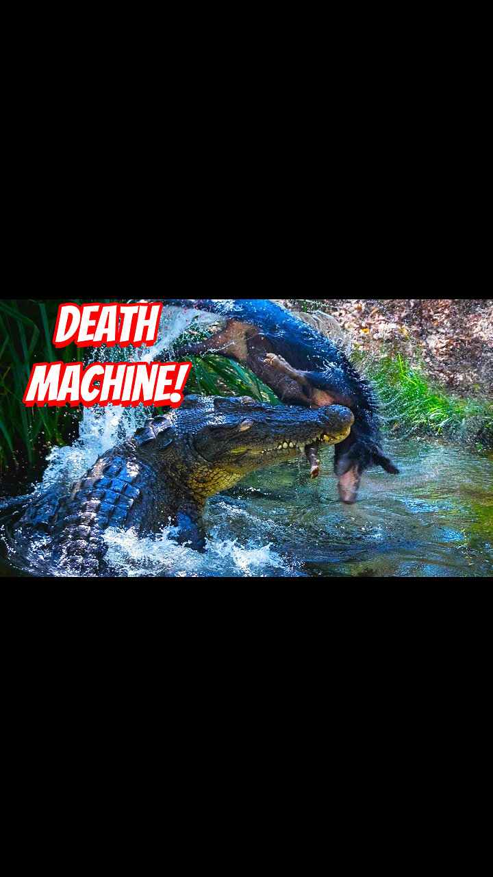 How Dangerous Are Saltwater Crocs Towards Humans?