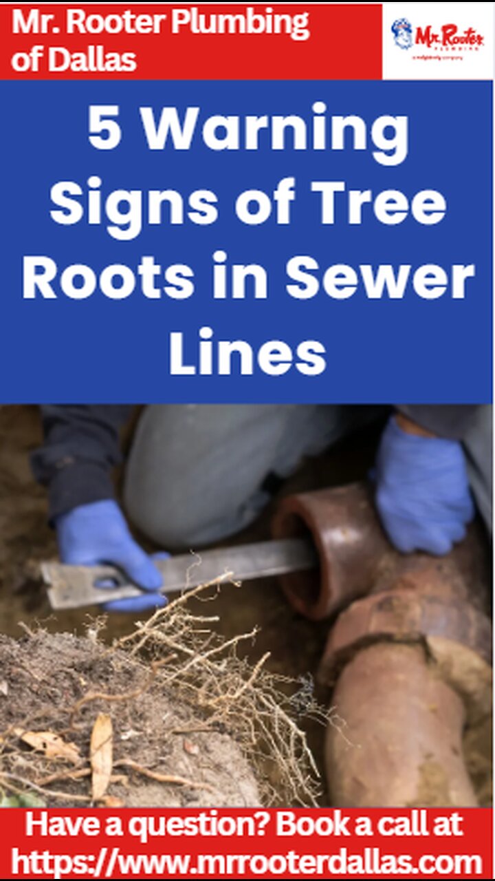 5 Warning Signs of Tree Roots in Sewer Lines