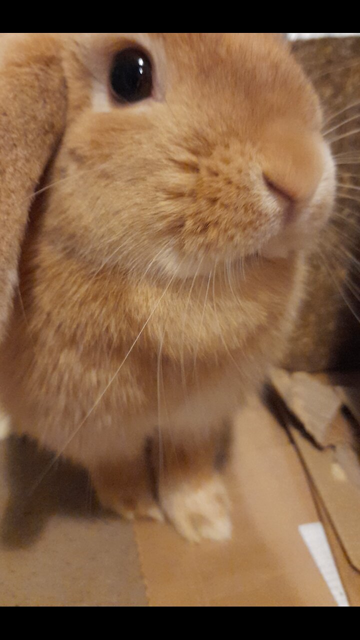 Introducing my rabbit - cuteness overload!