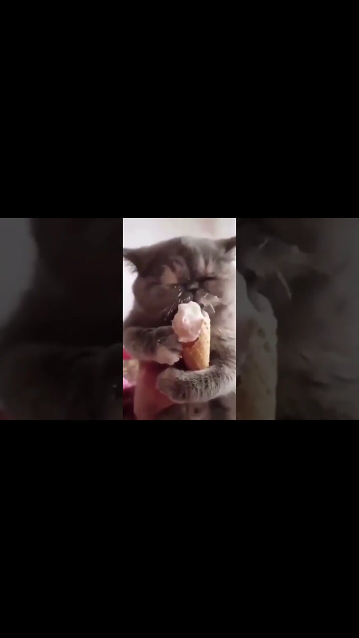 👁️👄👁️ So Very Funniest Cats🐈🐈 Not To Laugh Challenge #shorts