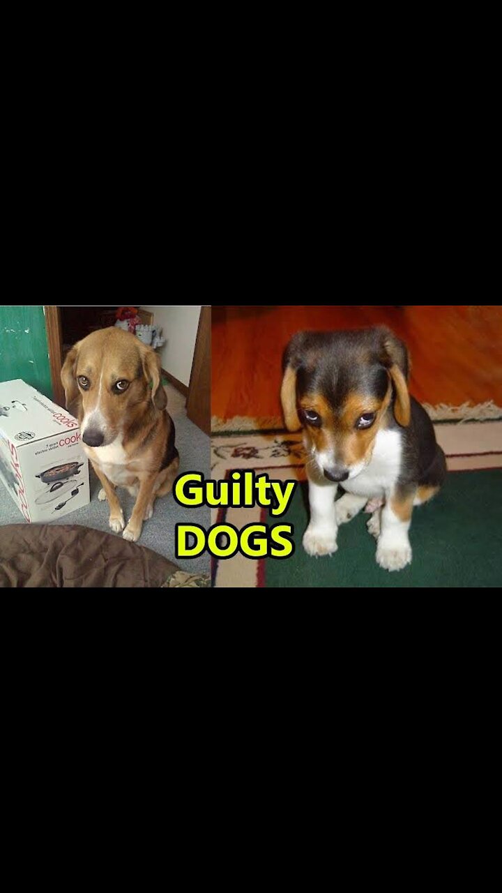 Guilty Dog Face Reaction-Guilty Dogs Video Complication