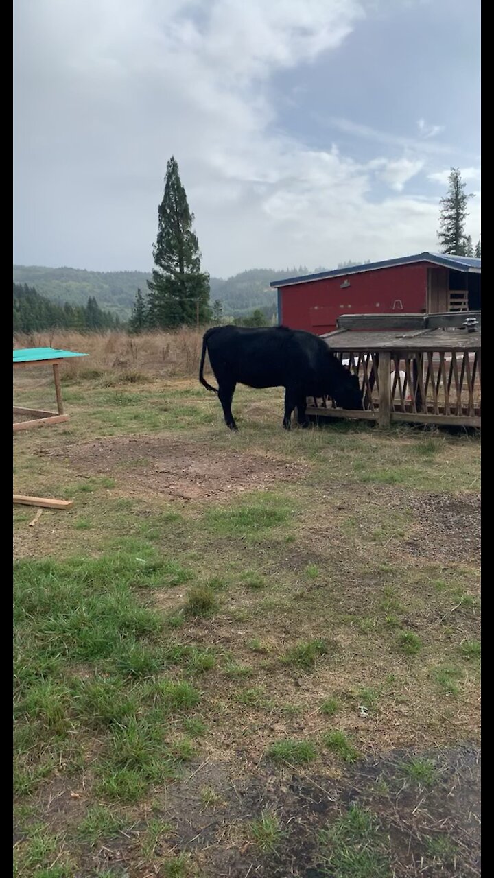 Gorgeous Homestead View