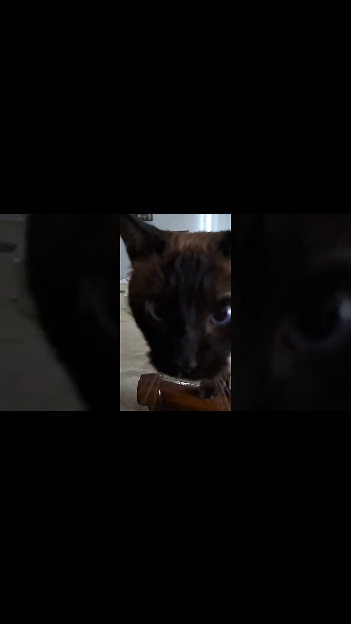 pet me right meow! #cat #viral #babykitty