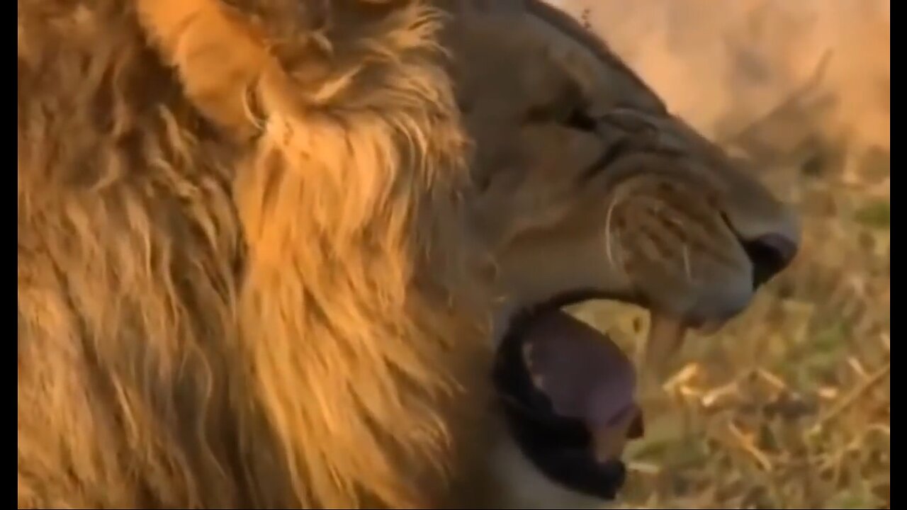 Fake Lion and Fake Tiger Prank To dog & Huge Box Prank to dog