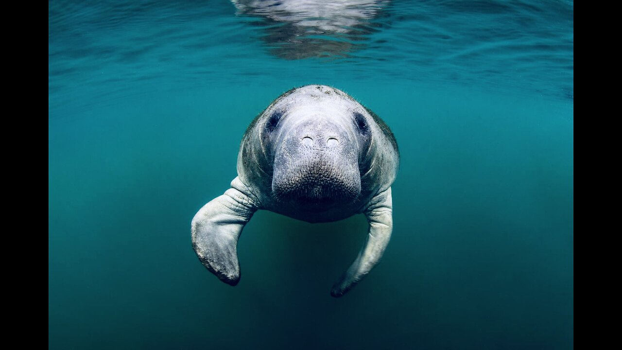5 Fun Facts About The Manatee