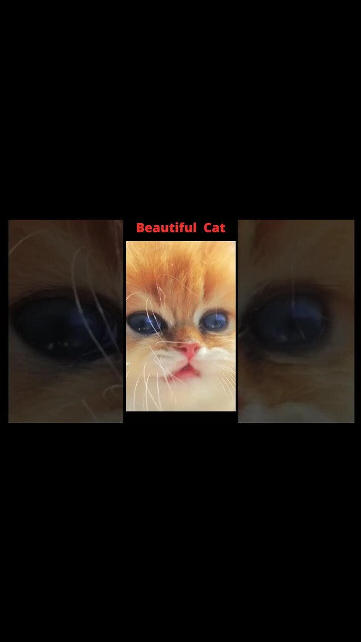 How Cat respond beautiful reaction