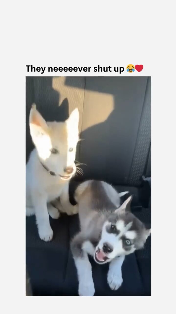 “Hilarious Husky Moments You Can’t Miss! | Funny Dog Shorts”