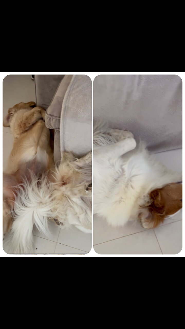 Lazy Dogs Decide To Sleep In Hilariously Awkward Position