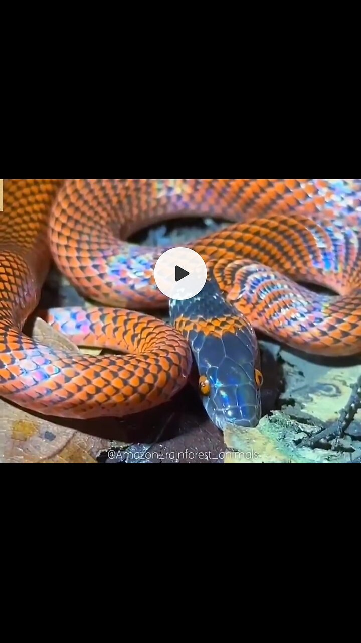 Mysterious Animals of the Amazon:😳🎥 Have You Ever Seen Them?" #animals