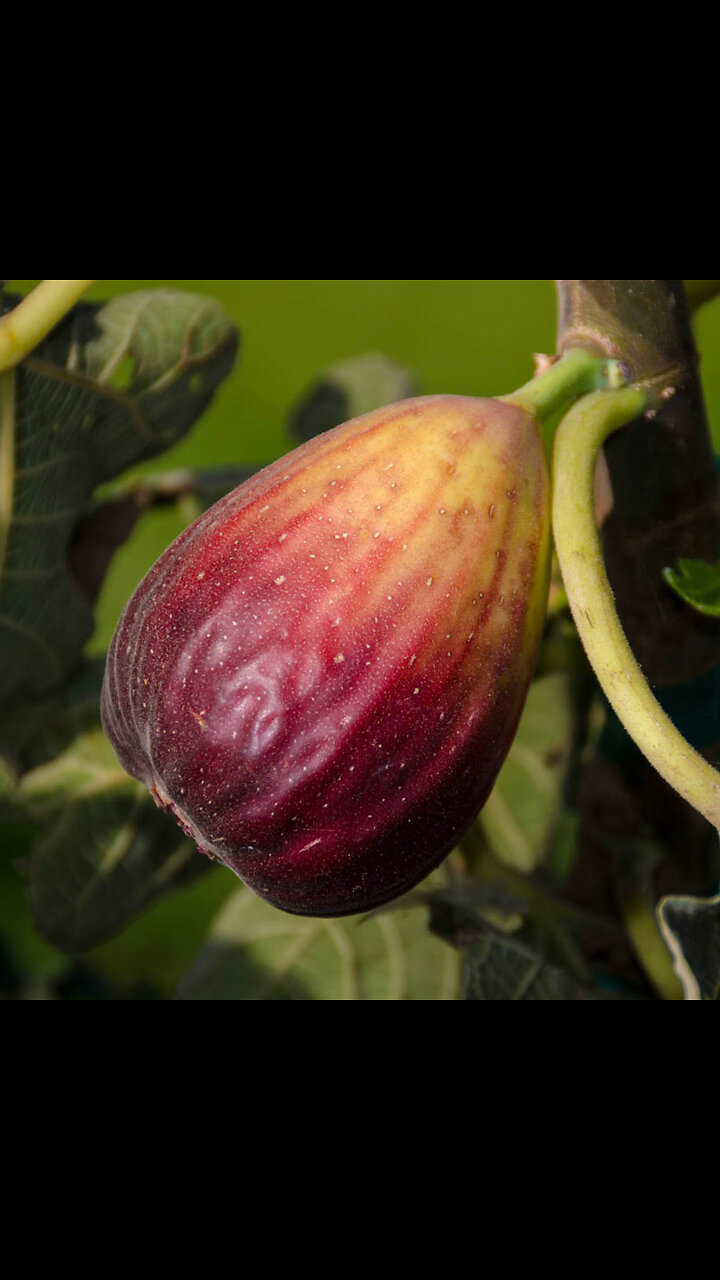 42 Days and Aḏam and Ḥawwah Haven't Eaten - The Book of Aḏam and Ḥawwah ...