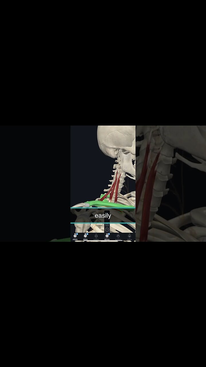 These 4 Muscles Create Thoracic Outlet Syndrome