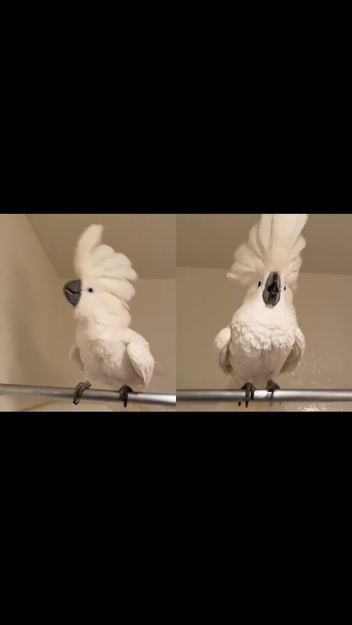 Amazing parrot dancing | cute parrot dancing