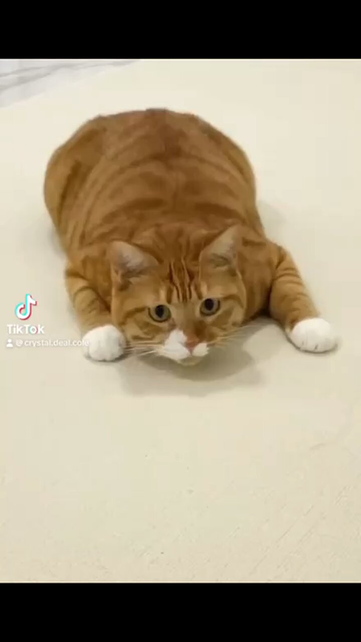 Fast and Furry: Orange Cat Scoots Across the Floor in Pursuit!
