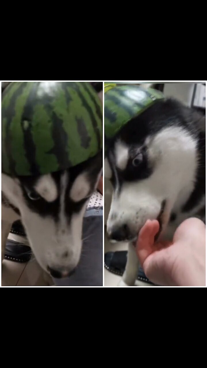 Smart husky loves her watermelon helmet