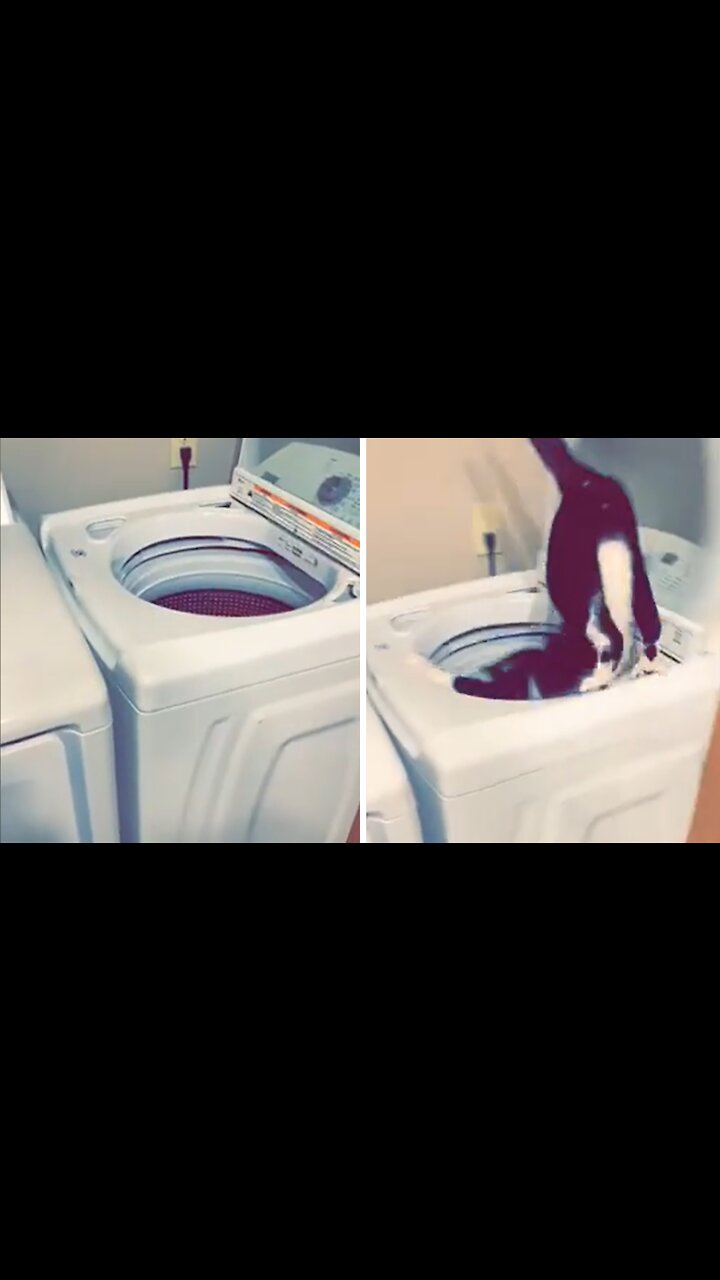 Crazy Cat Jumps Into The Washing Machine