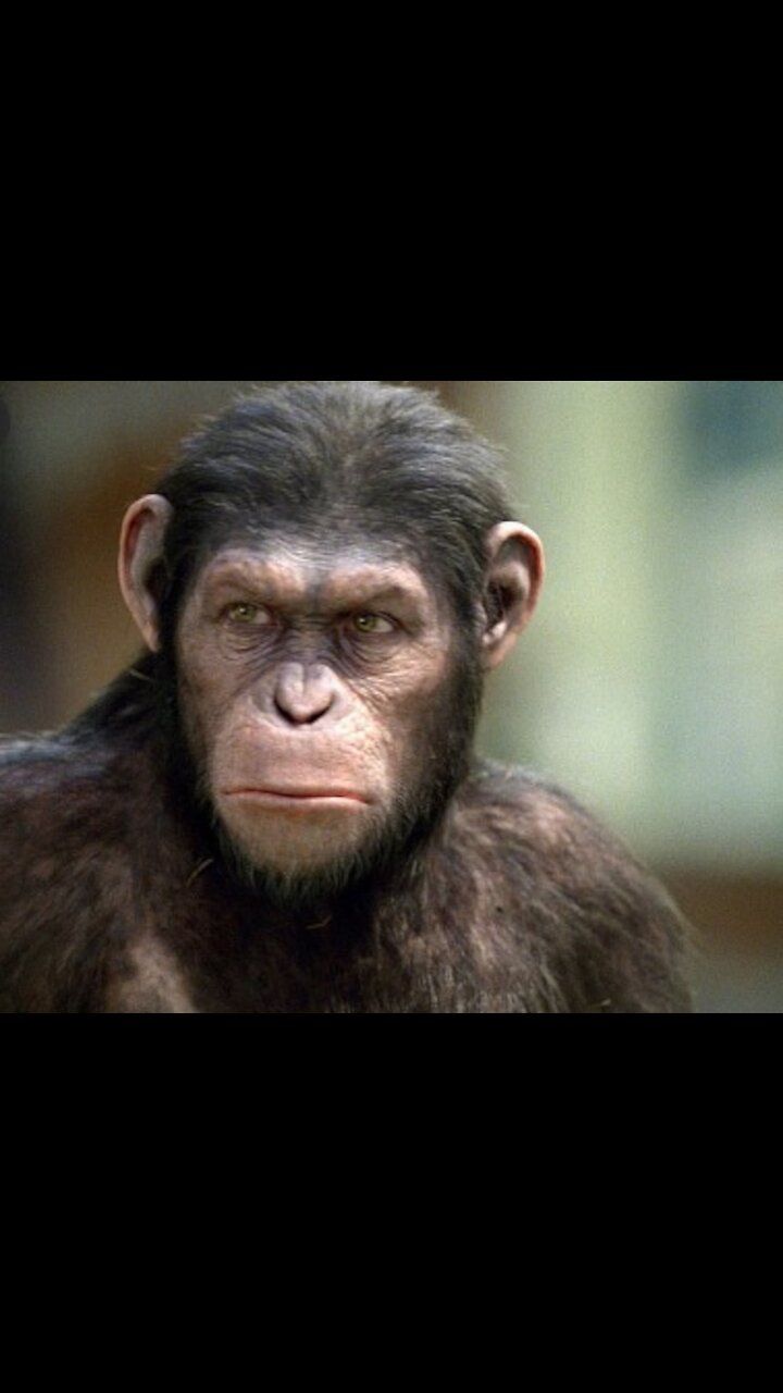 Cesar Monkey's Planet - singing