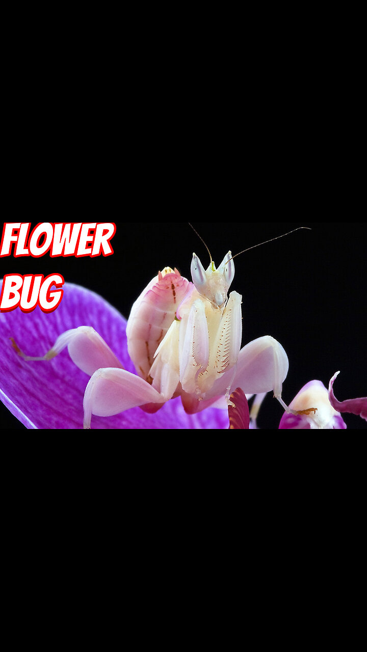 The Most Beautiful Mantis!