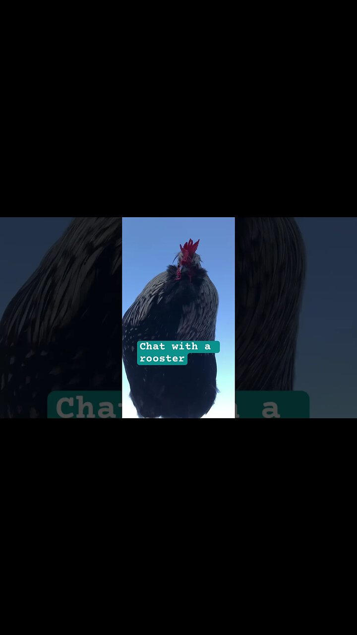 Chat with Clancy the rooster
