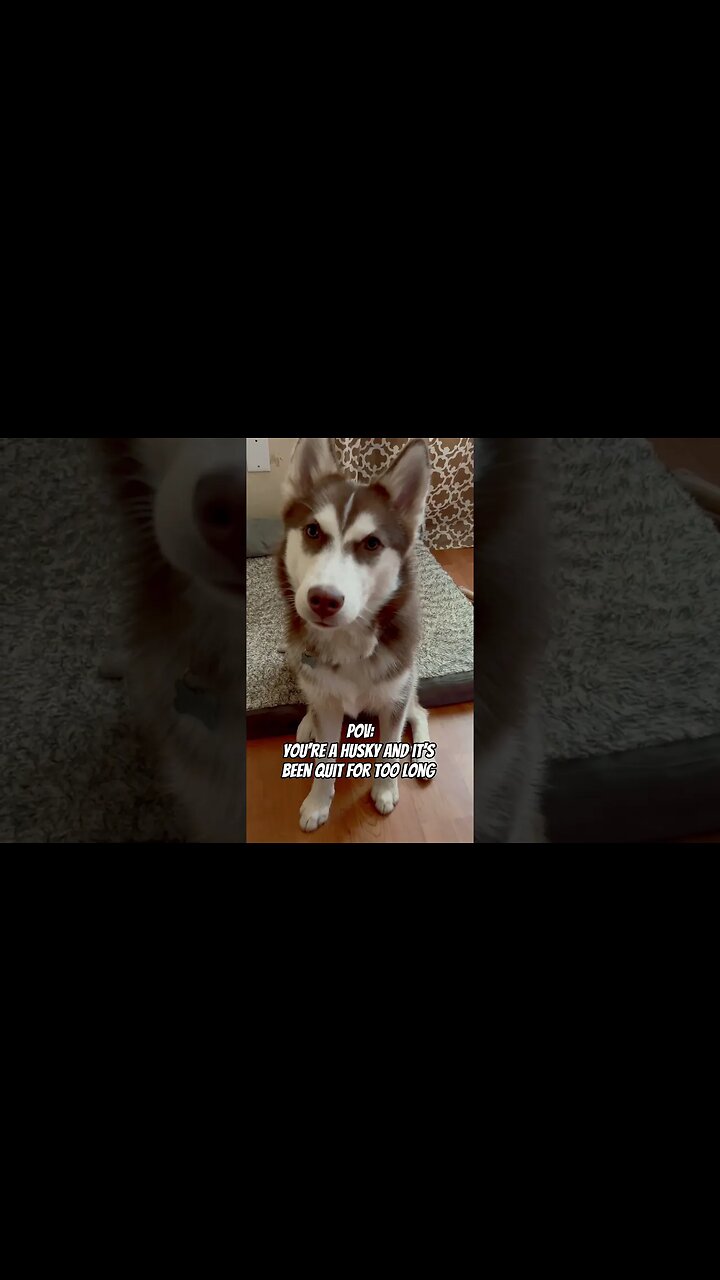POV You’re a HUSKY and it’s TOO QUIET