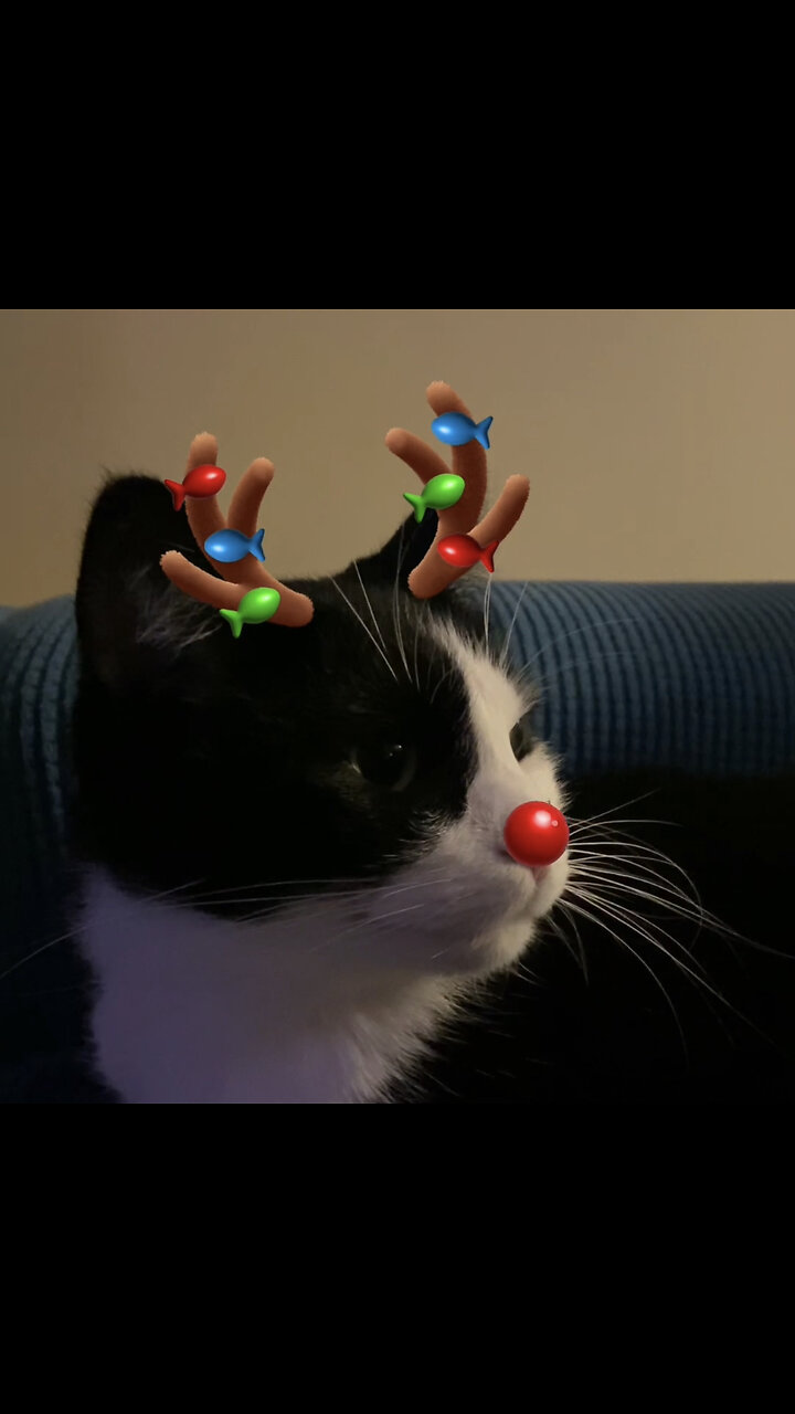 All of our pets as reindeer