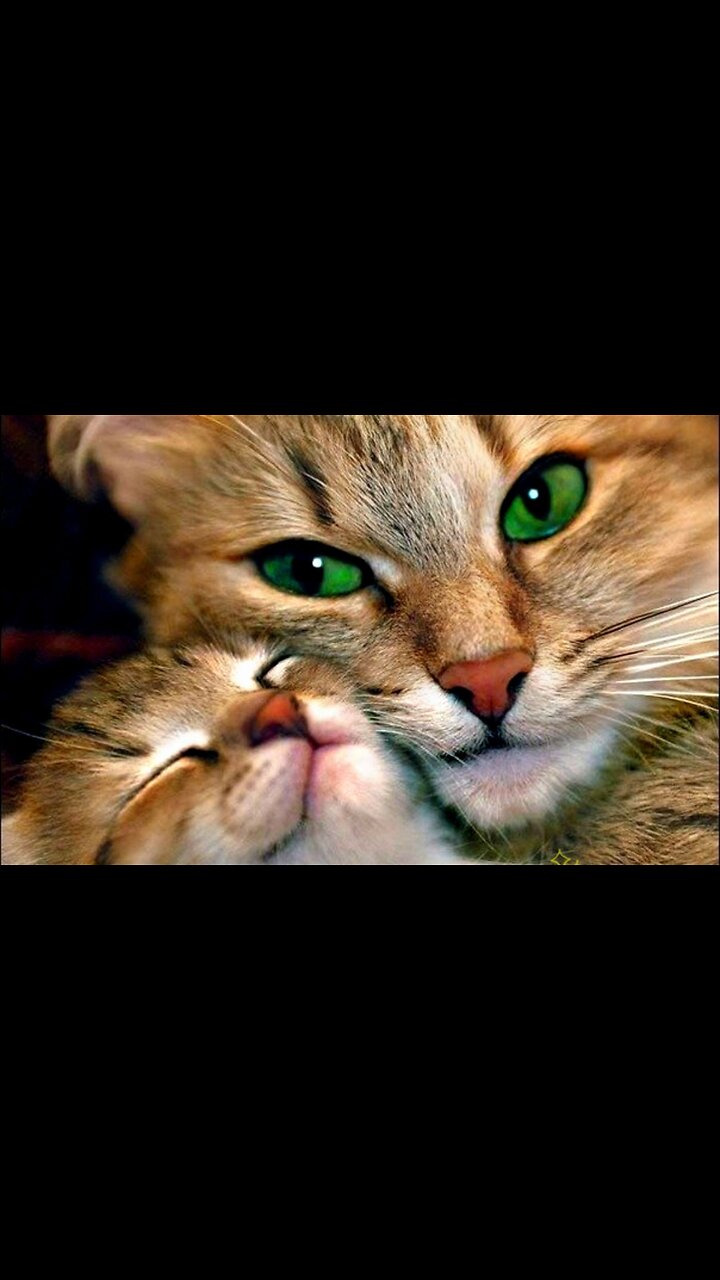 Cat crying video