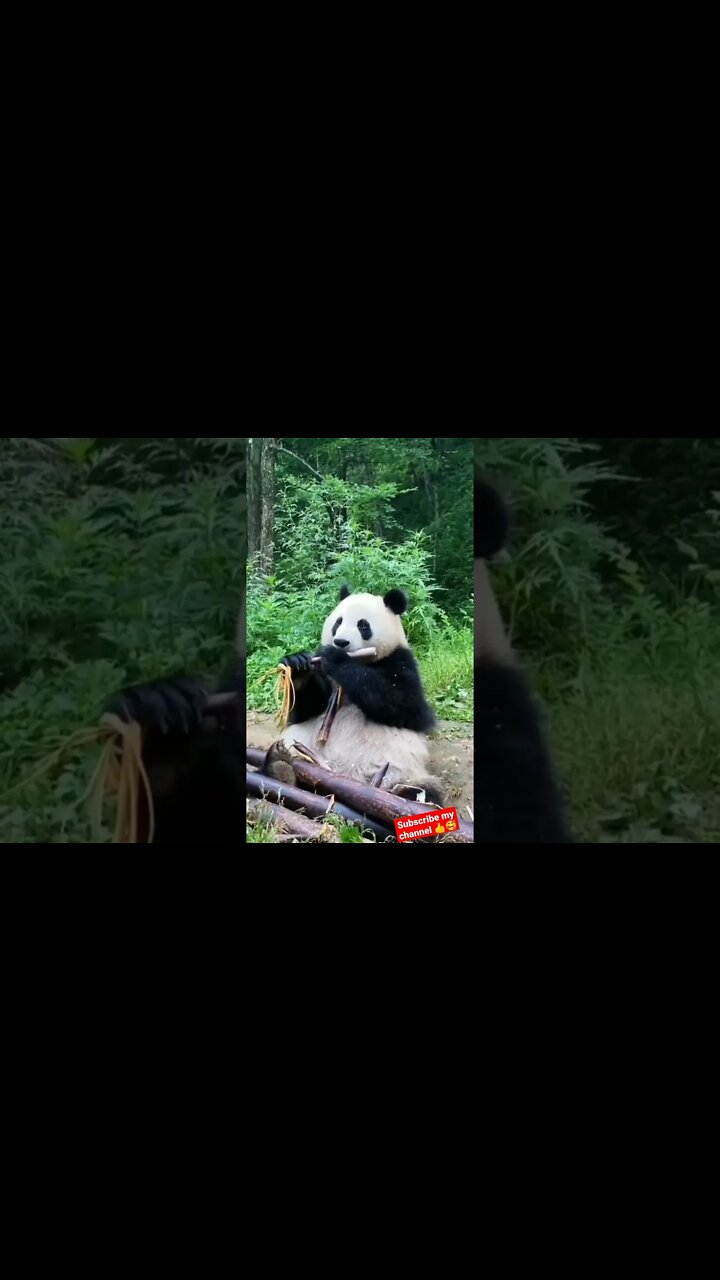 Wow🤩 cute panda 🐼 || #status #viral #shorts