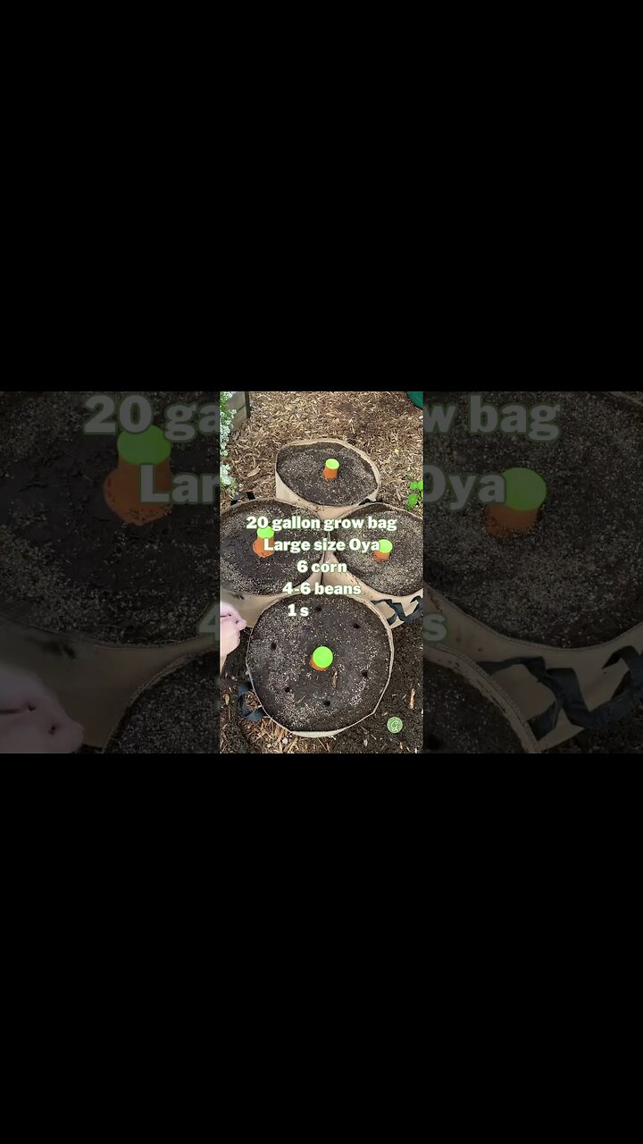 Three Sisters GROW BAG Garden
