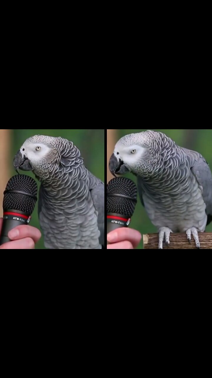talking parrot