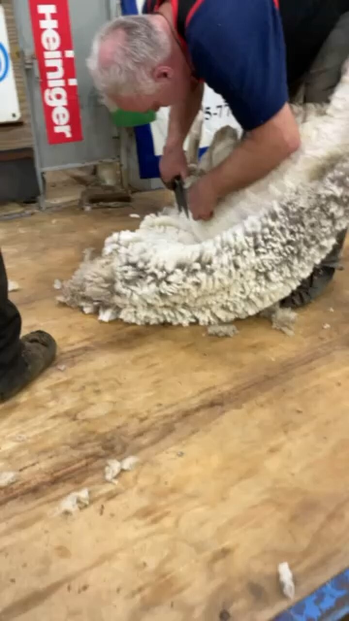 Doug Rathke & Loren Opstedahl USA 🇺🇸 Blade Shearing Contest 2024